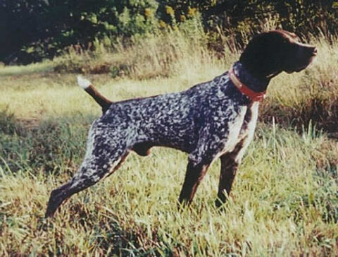 Sam Saint Max | GSPCA German Shorthaired Pointer Club of America